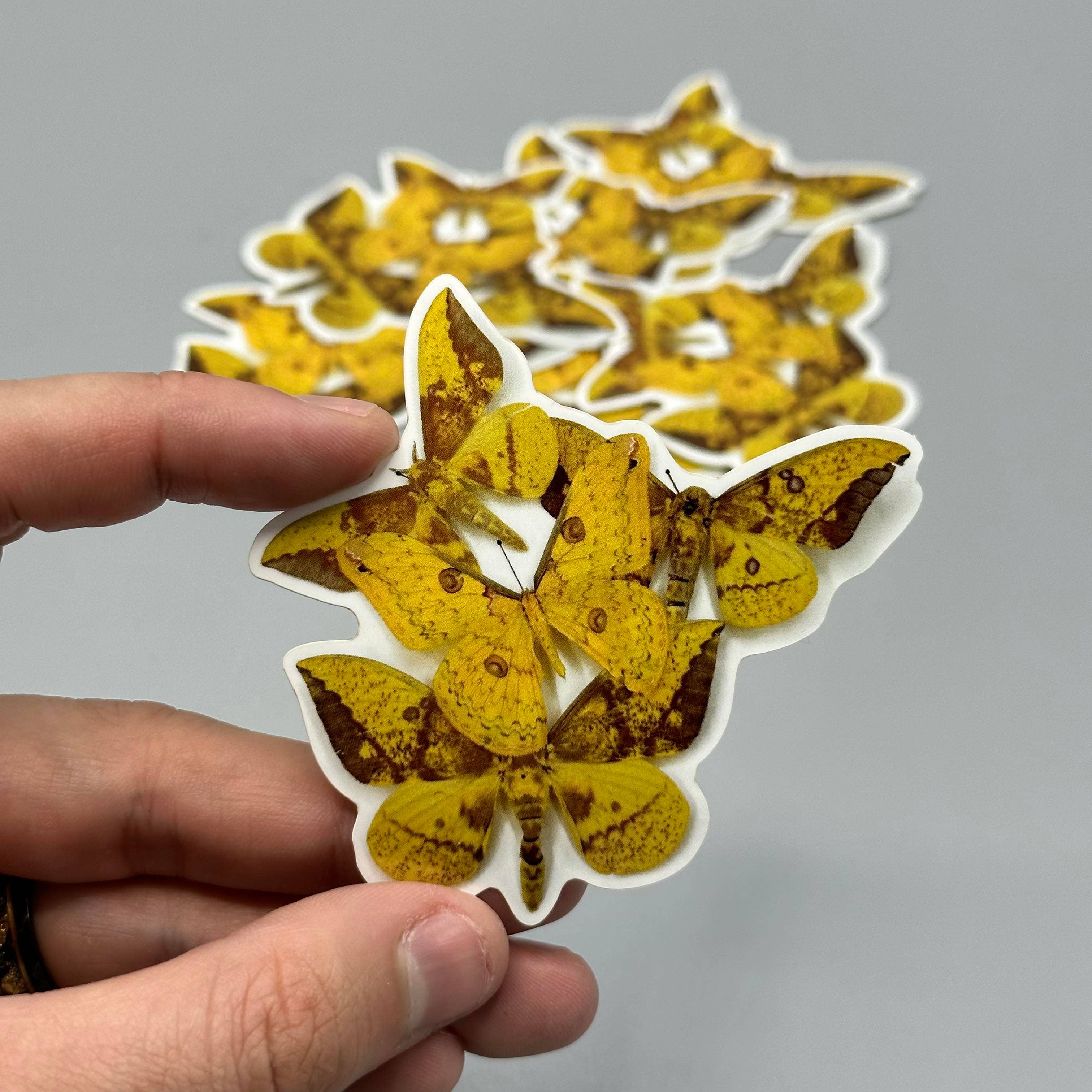 Sulphur Moths Sticker | Leaf, Stone and Steel